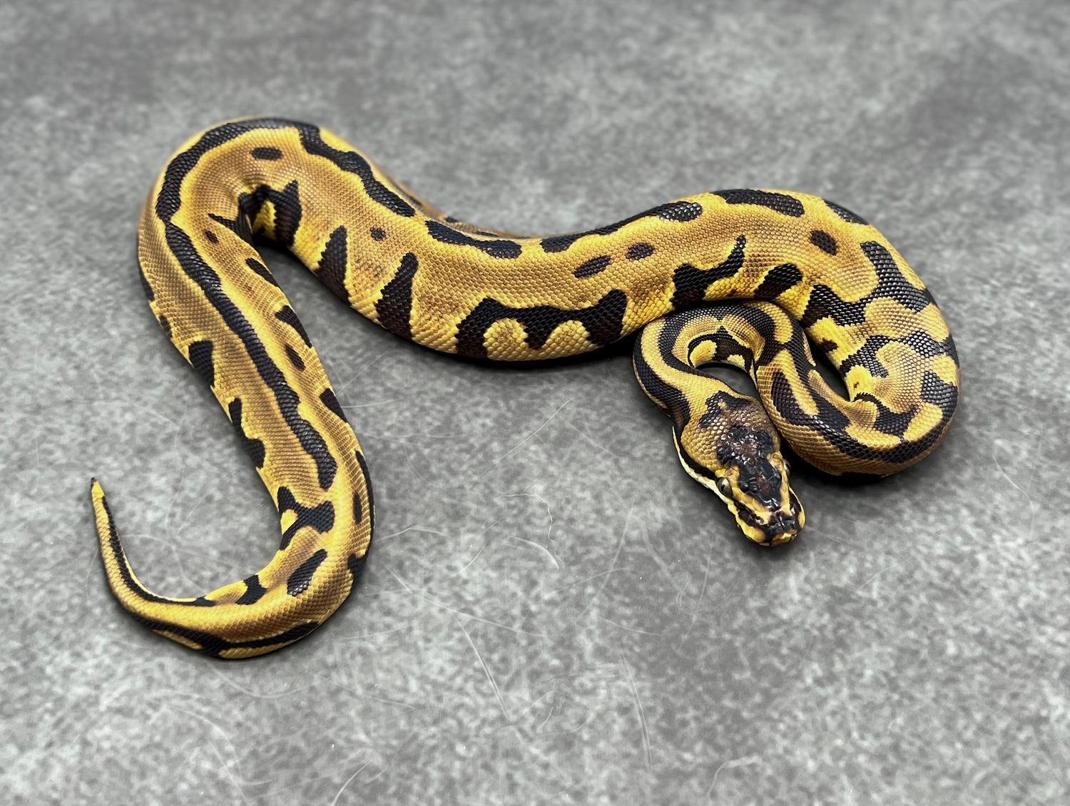 Spotnose Leopard Enchi Het Desert Ghost Ball Python by Enigmatic ...
