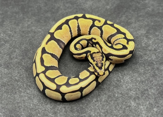 Spotnose Enchi Desert Ghost Ball Python by Enigmatic Reptiles LLC