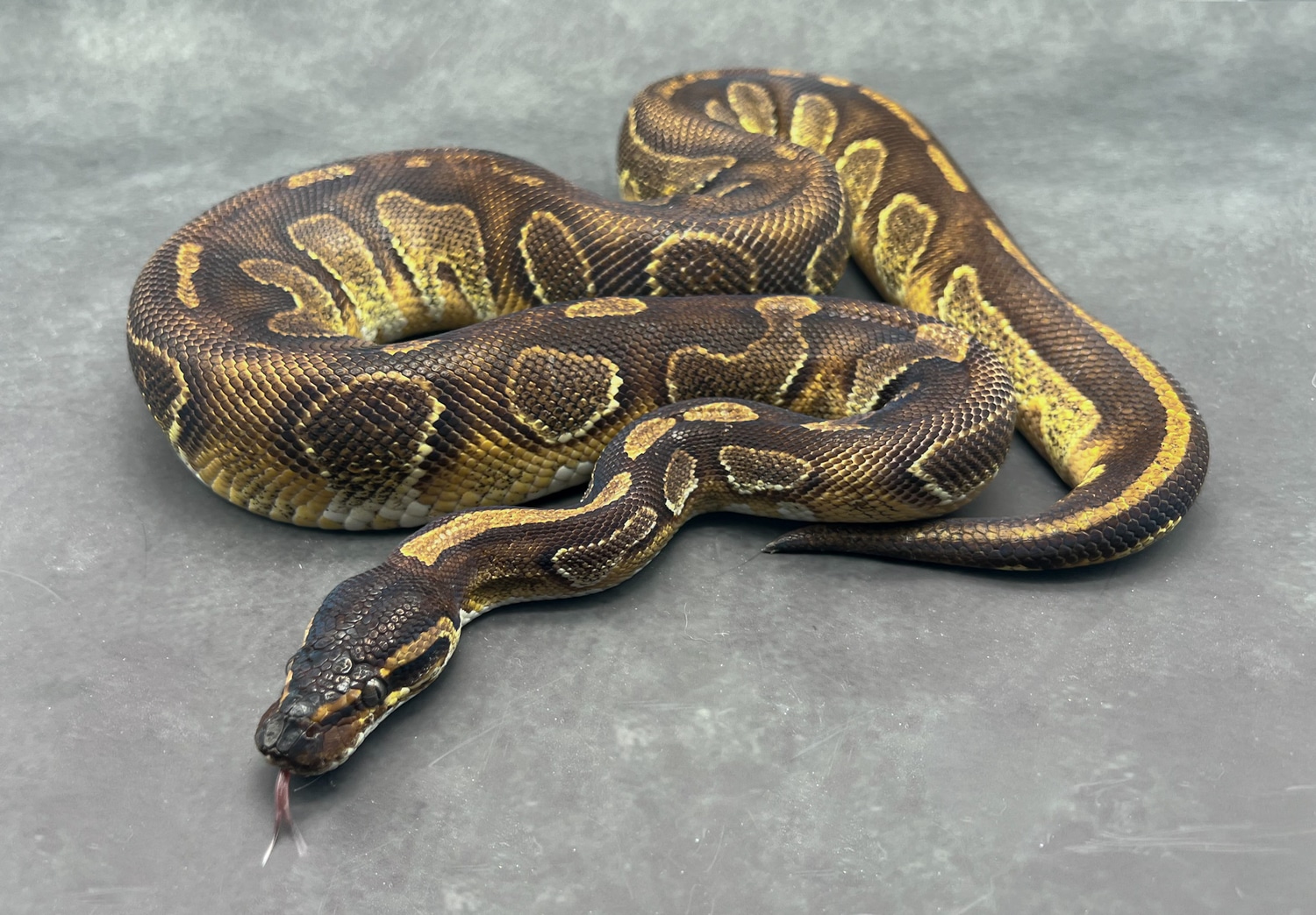 Black Head Enchi YB Ball Python by Enigmatic Reptiles LLC - MorphMarket