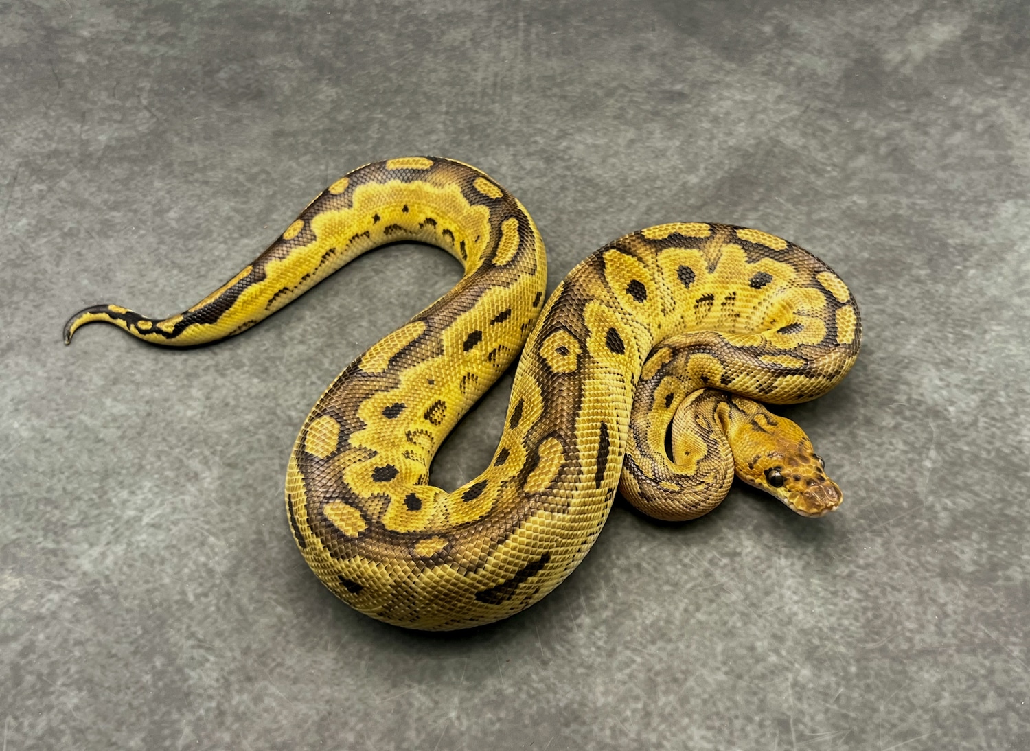Bongo Clown Ball Python by Enigmatic Reptiles LLC - MorphMarket