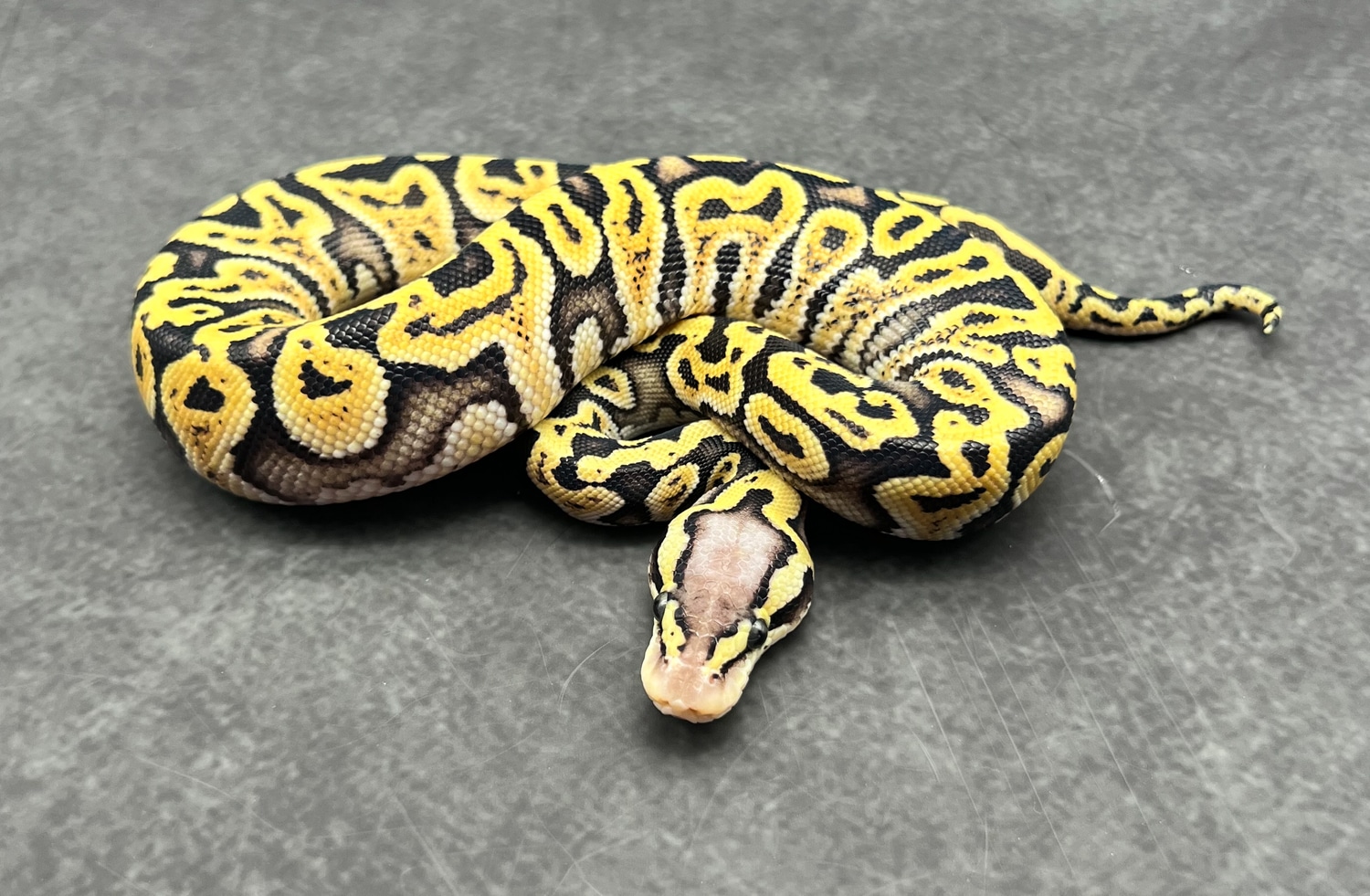 Pastel GHI Vanilla Lace Het Clown Ball Python by Enigmatic Reptiles LLC ...