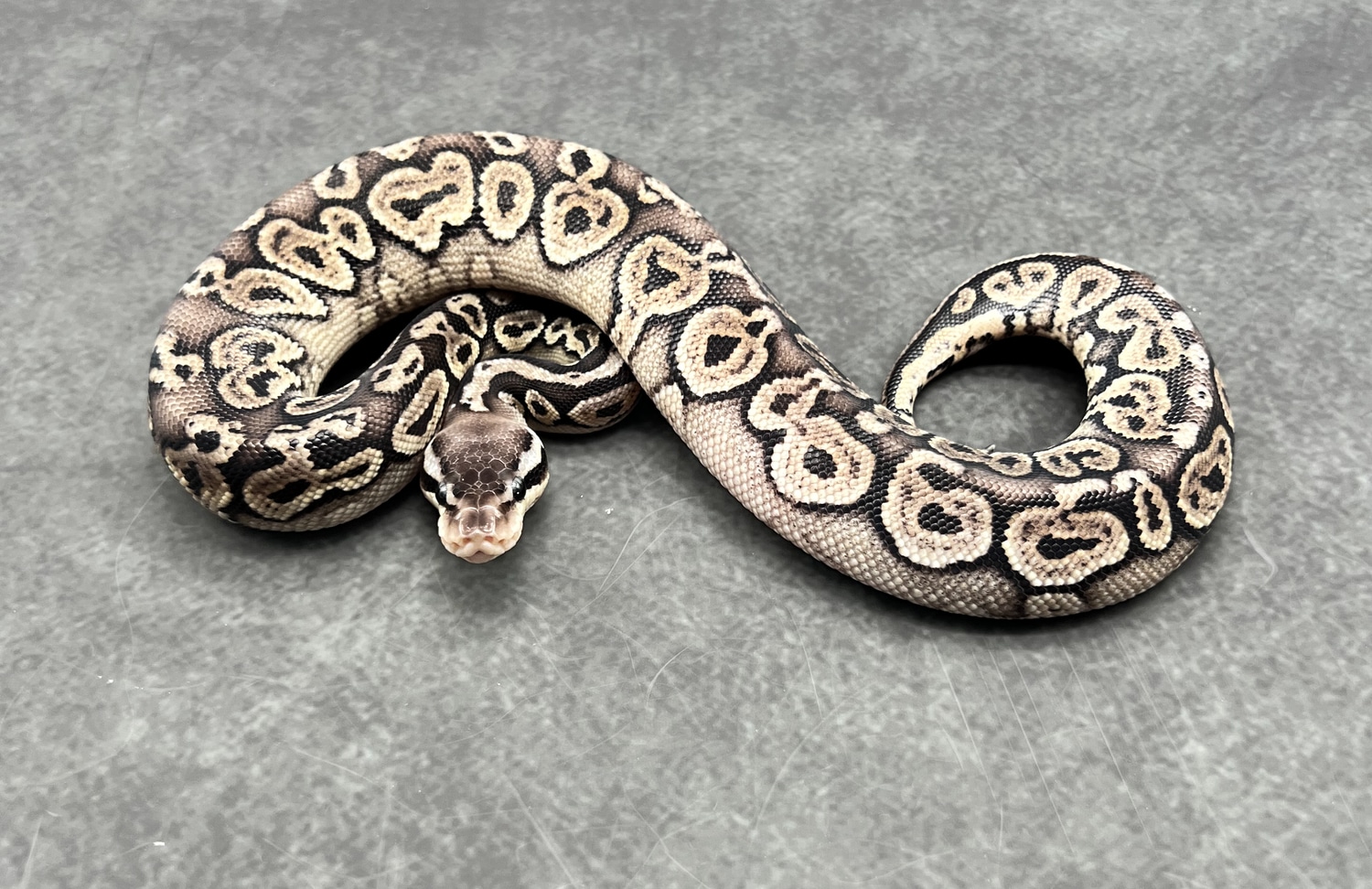 Black Pewter GHI Lace Ball Python by Enigmatic Reptiles LLC - MorphMarket