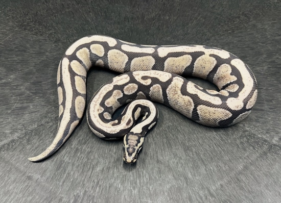 Spotnose Enchi Desert Ghost Ball Python by Enigmatic Reptiles LLC