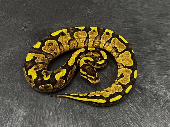 Vanilla YB Het Paint Ball Python by Enigmatic Reptiles LLC
