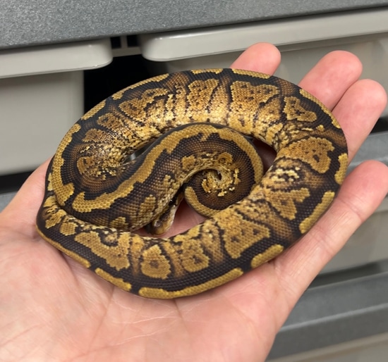 Yellow Belly Paint Ball Python by Enigmatic Reptiles LLC