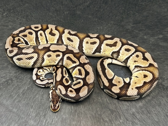Pastel Het Paint Ball Python by Enigmatic Reptiles LLC
