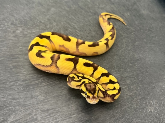OD Enchi Firefly YB Het Paint Ball Python by Enigmatic Reptiles LLC
