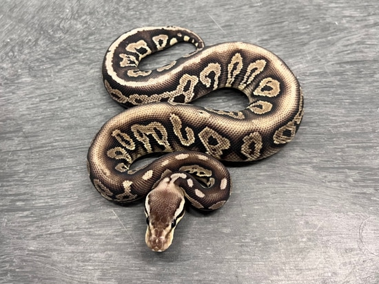 Black Pewter Chocolate Th Hypo DG VPI Ball Python by Enigmatic Reptiles LLC
