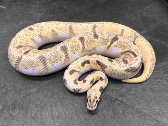 Super OD (Super) Enchi Firefly Spotnose Ball Python by Enigmatic ...