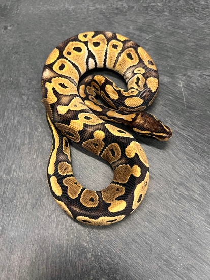 *Chimera* Pastel Th Hypo DG VPI Ball Python by Enigmatic Reptiles LLC