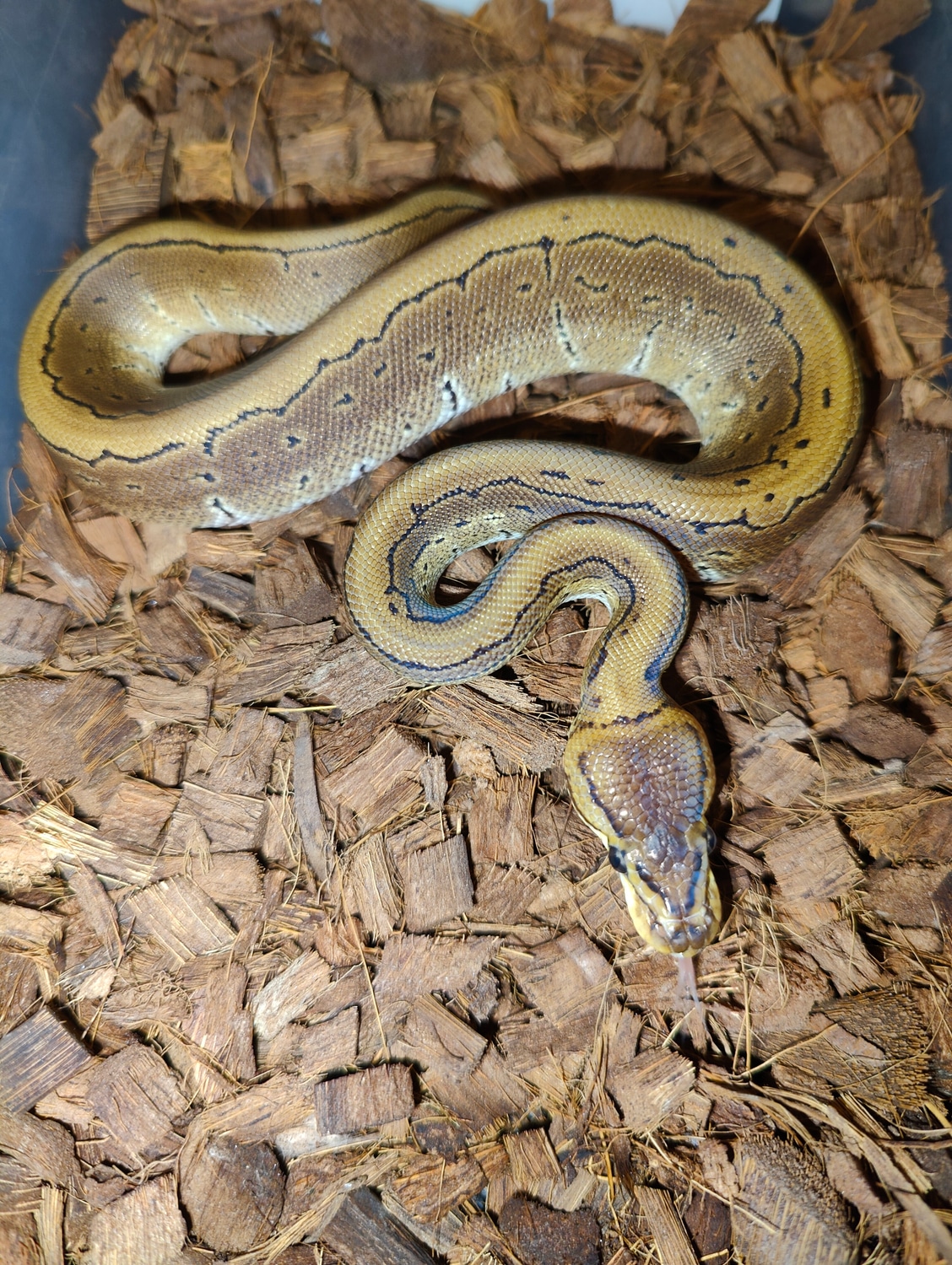 Pinstripe Ball Python by Jasmine's Ball Python Exotics - MorphMarket