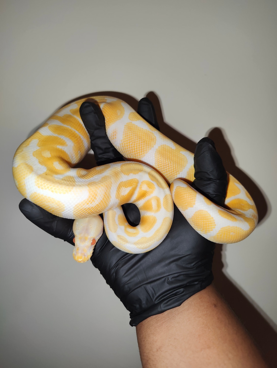 Albino Ball Python by Jasmine's Ball Python Exotics - MorphMarket