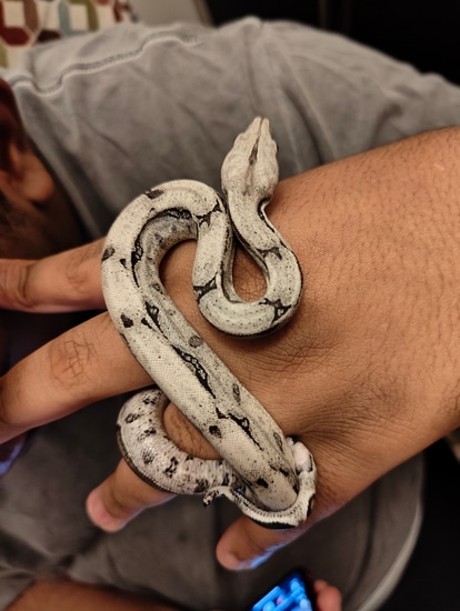 ANERY Red Tailed Boa Boa Constrictor by Jasmine's Ball Python Exotics