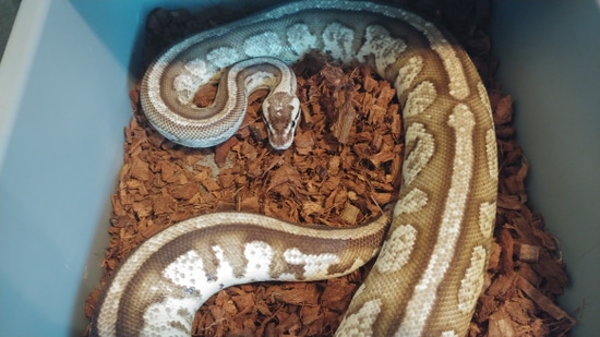 Super Specter Pastel Ball Python by Angel Chavez