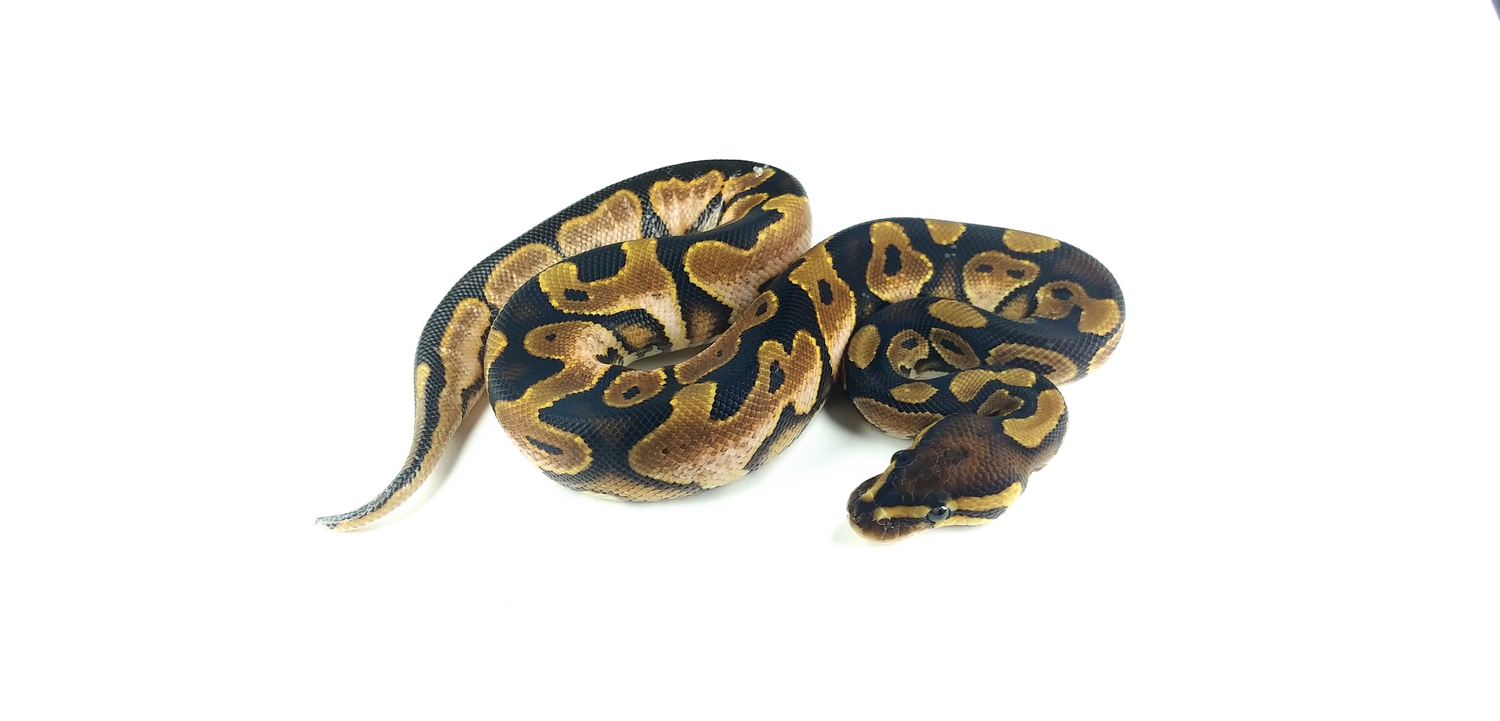 Calico YB Pos. Het. Monsoon Ball Python by Angel Chavez - MorphMarket