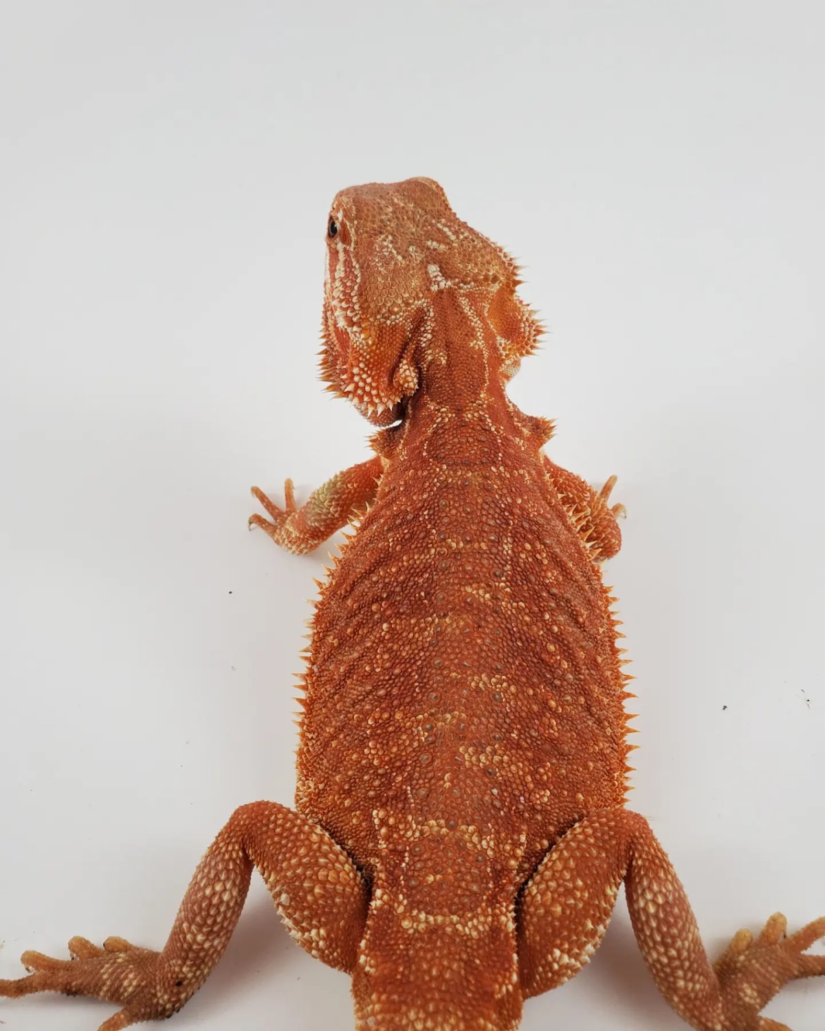 8 Month Old Hypo Trans Leatherback Dunner Central Bearded Dragon by ...