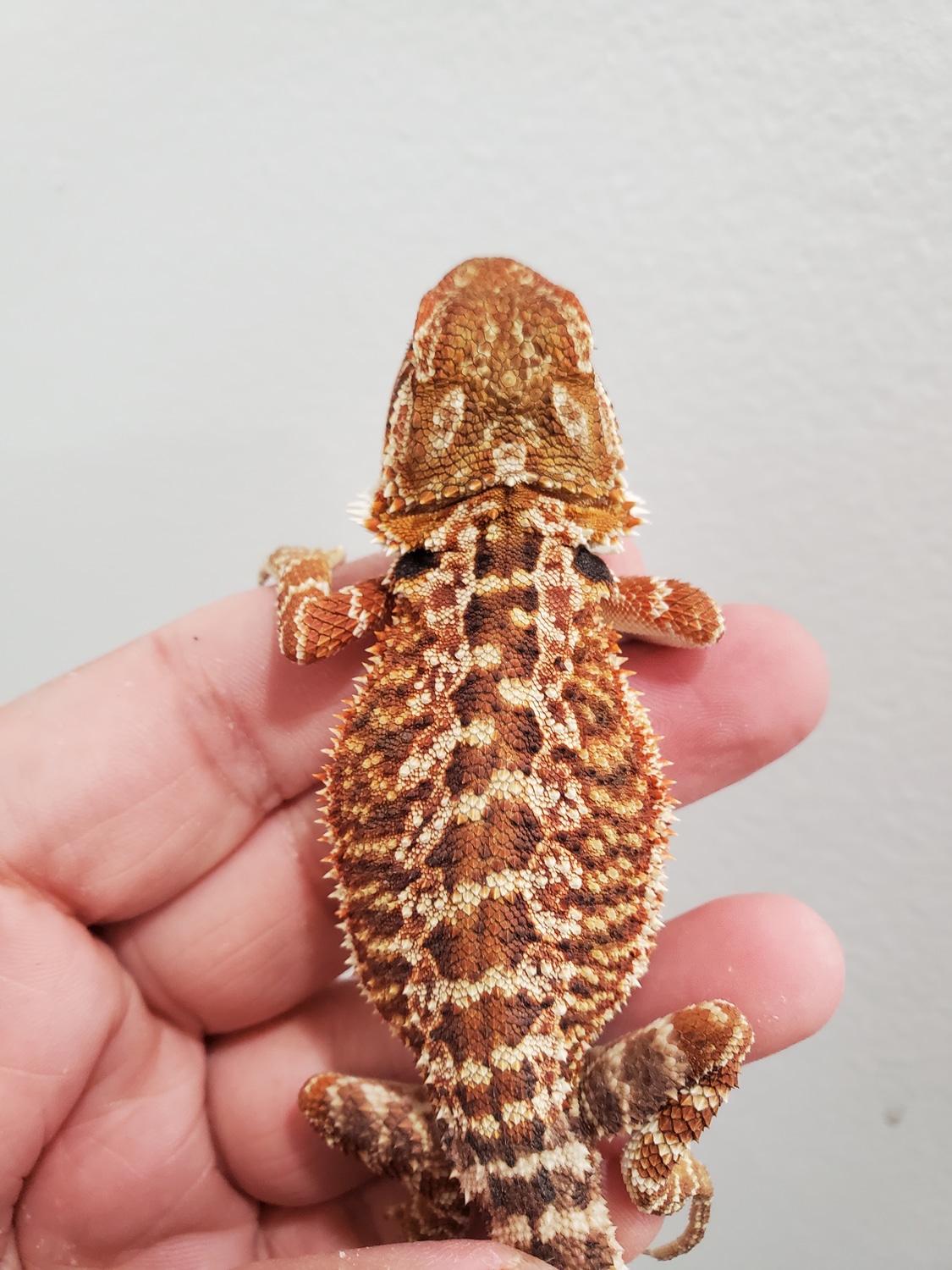 Red Monster Central Bearded Dragon by Radical Reptiles - MorphMarket