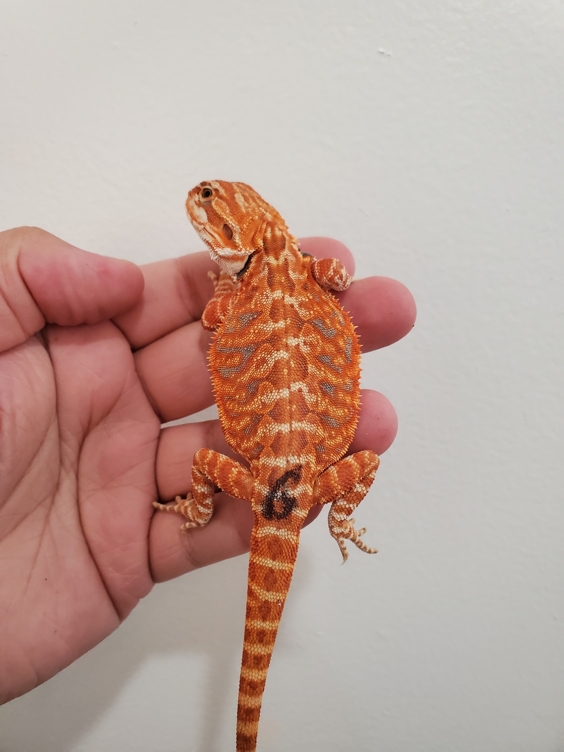 Hypo Leatherback Red Citrus Het Trans Central Bearded Dragon by Radical ...