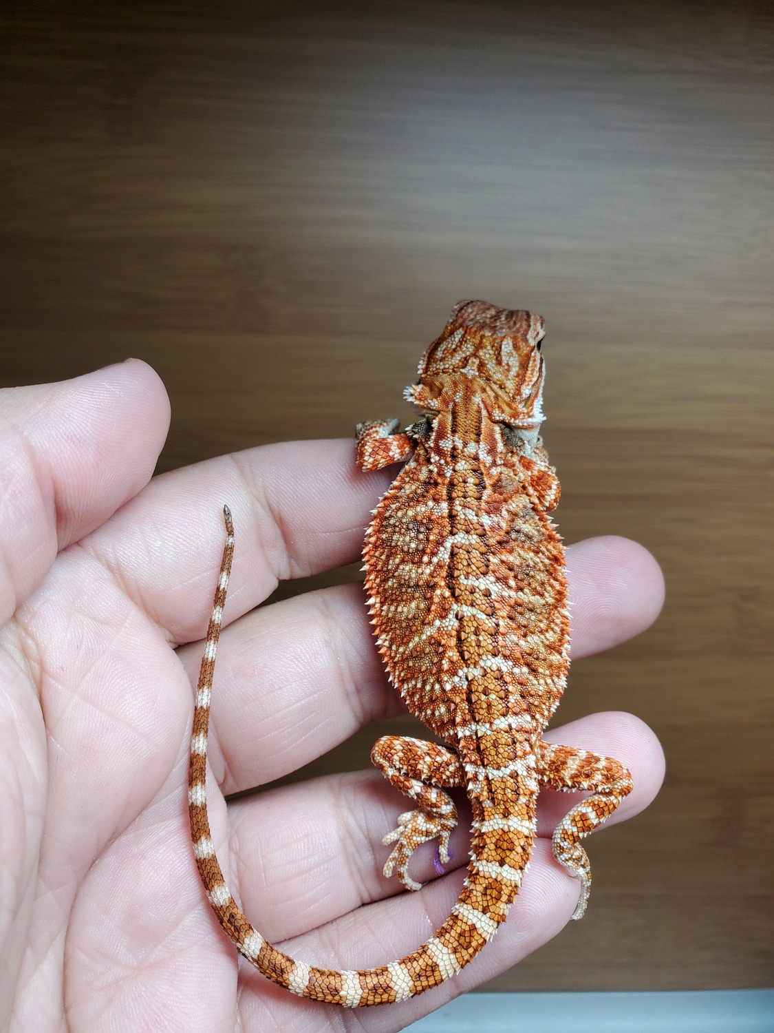 Half Red Monster Het Trans Pos Het Hypo Central Bearded Dragon by ...