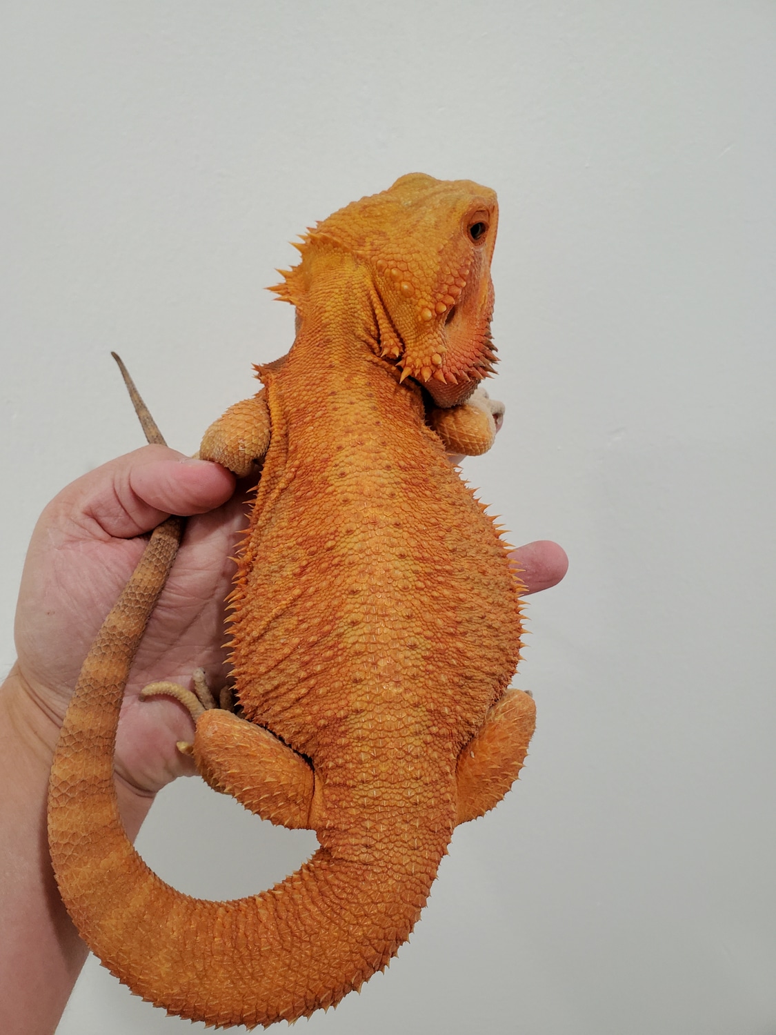 Red Citrus Hypo Trans Central Bearded Dragon by Radical Reptiles ...