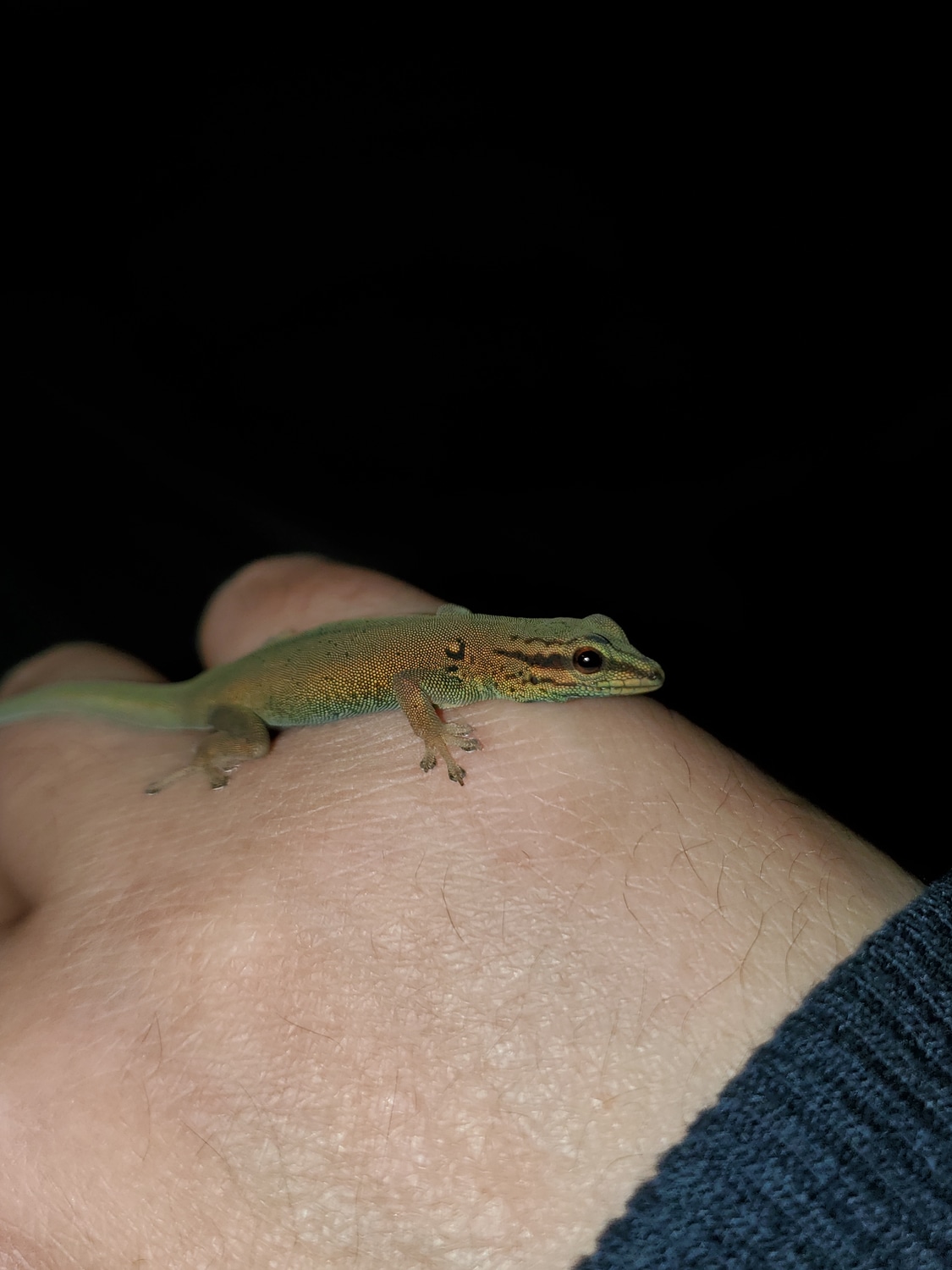 Electric Blue (Lygodactylus Williamsi) Day Gecko by Radical Reptiles ...