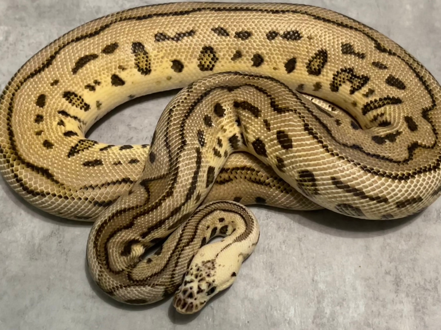 Pastel Batman Proven Breeder Ball Python by Enrock Royals Hobby Breeder ...