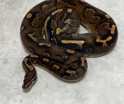 Batman Ball Python by Enrock Royals Hobby Breeder - MorphMarket