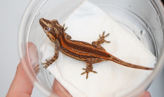 Orange Stripe Garg Gargoyle Gecko by Ensō Reptiles