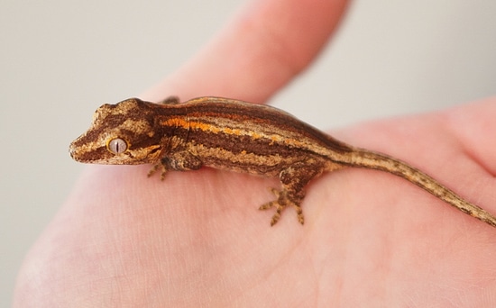 Stripe Garg Gargoyle Gecko by Ensō Reptiles