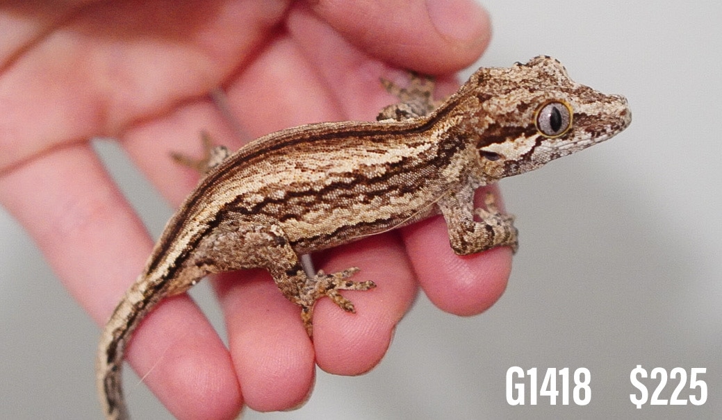 White Stripe Garg Gargoyle Gecko by Ensō Reptiles - MorphMarket
