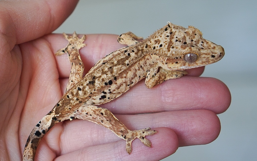 Funky Dal Crested Gecko by Ensō Reptiles - MorphMarket