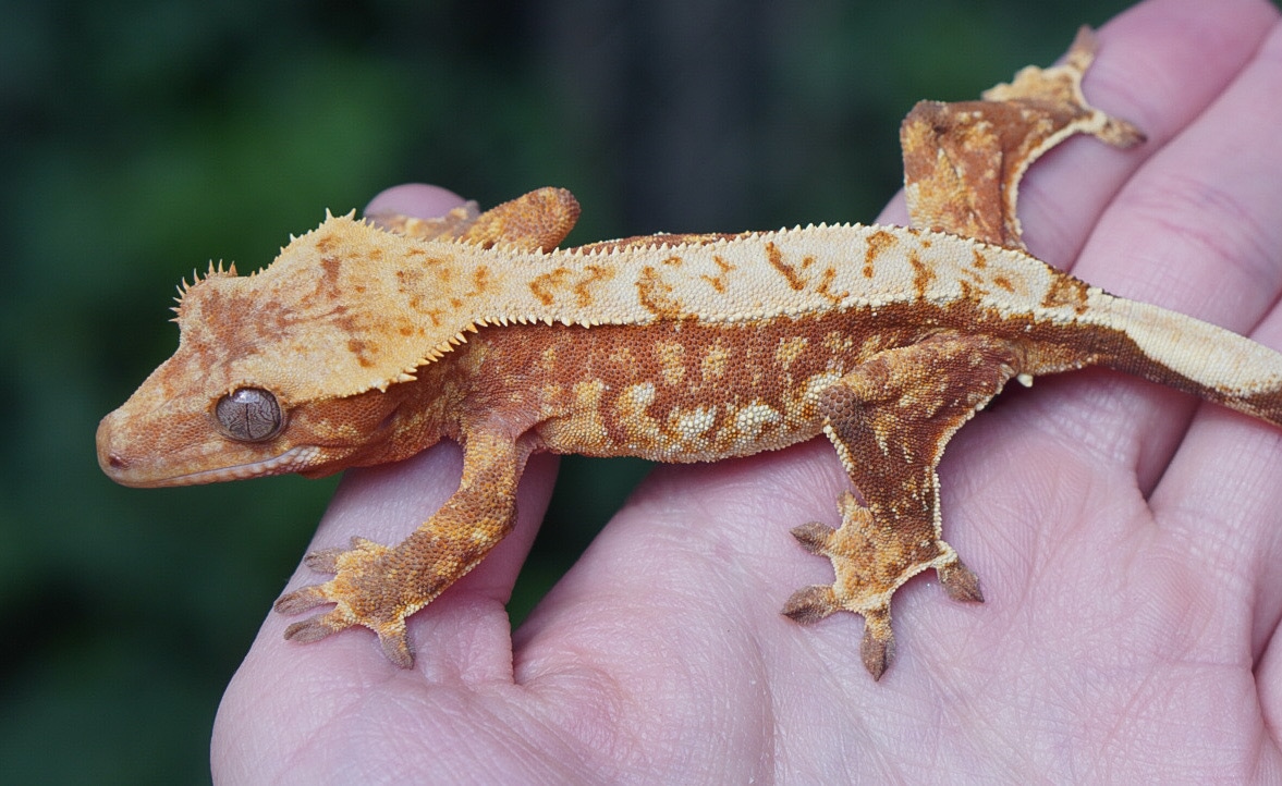 Red Tricolor Crested Gecko by Ensō Reptiles - MorphMarket