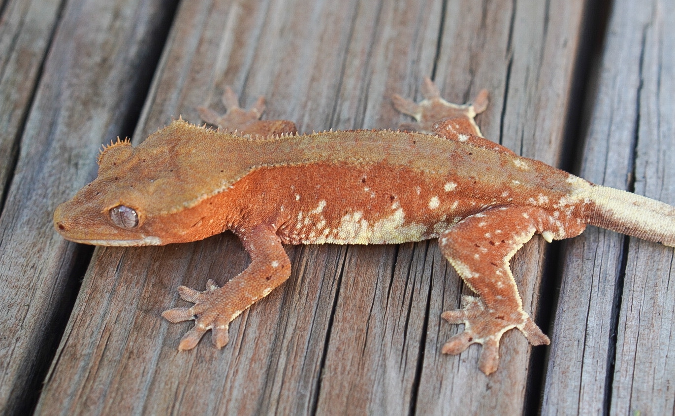 LW Red Phantom Crested Gecko by Ensō Reptiles - MorphMarket