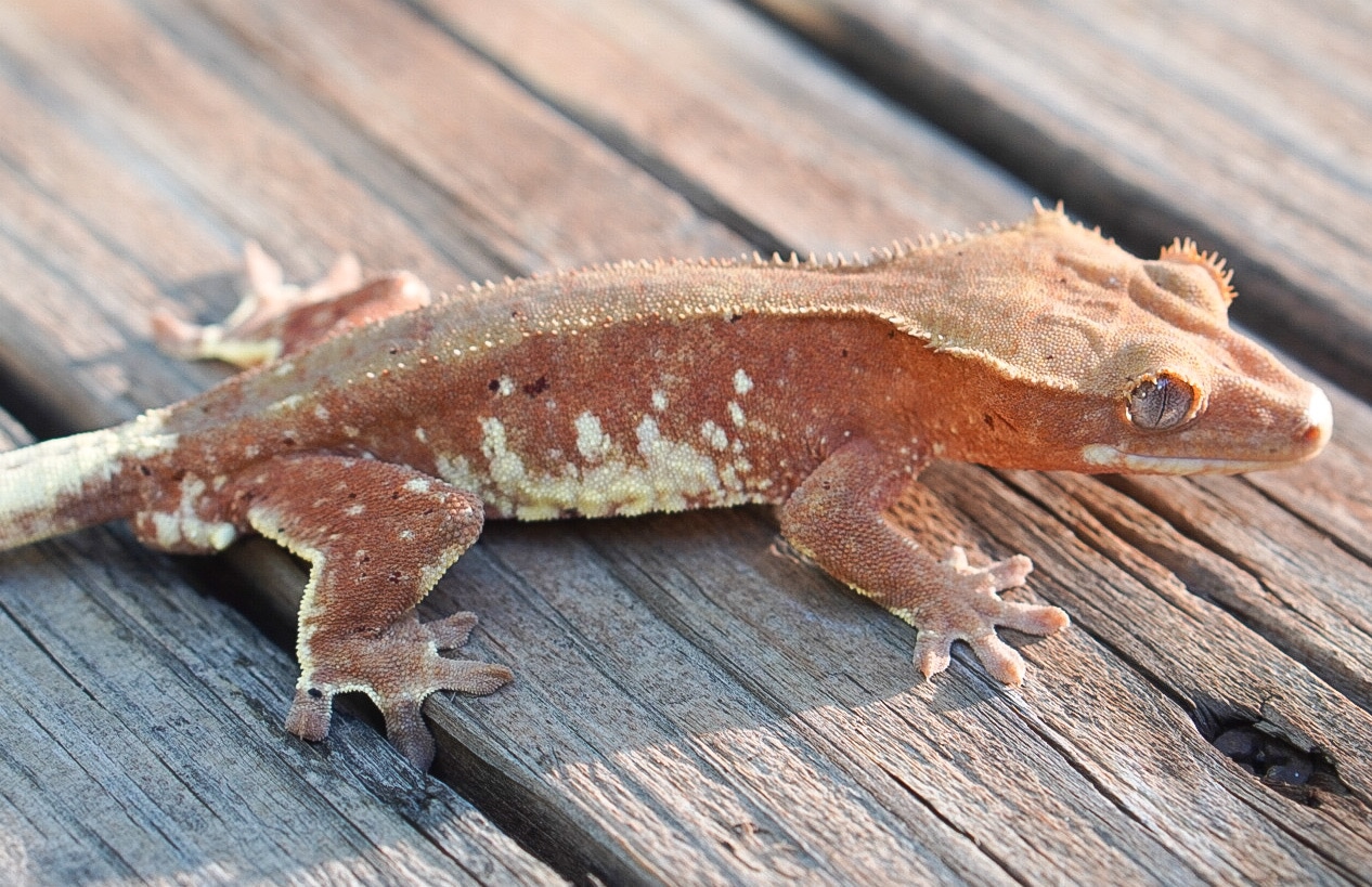 LW Red Phantom Crested Gecko by Ensō Reptiles - MorphMarket