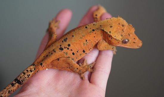 Red Spot Dal Crested Gecko by Ensō Reptiles