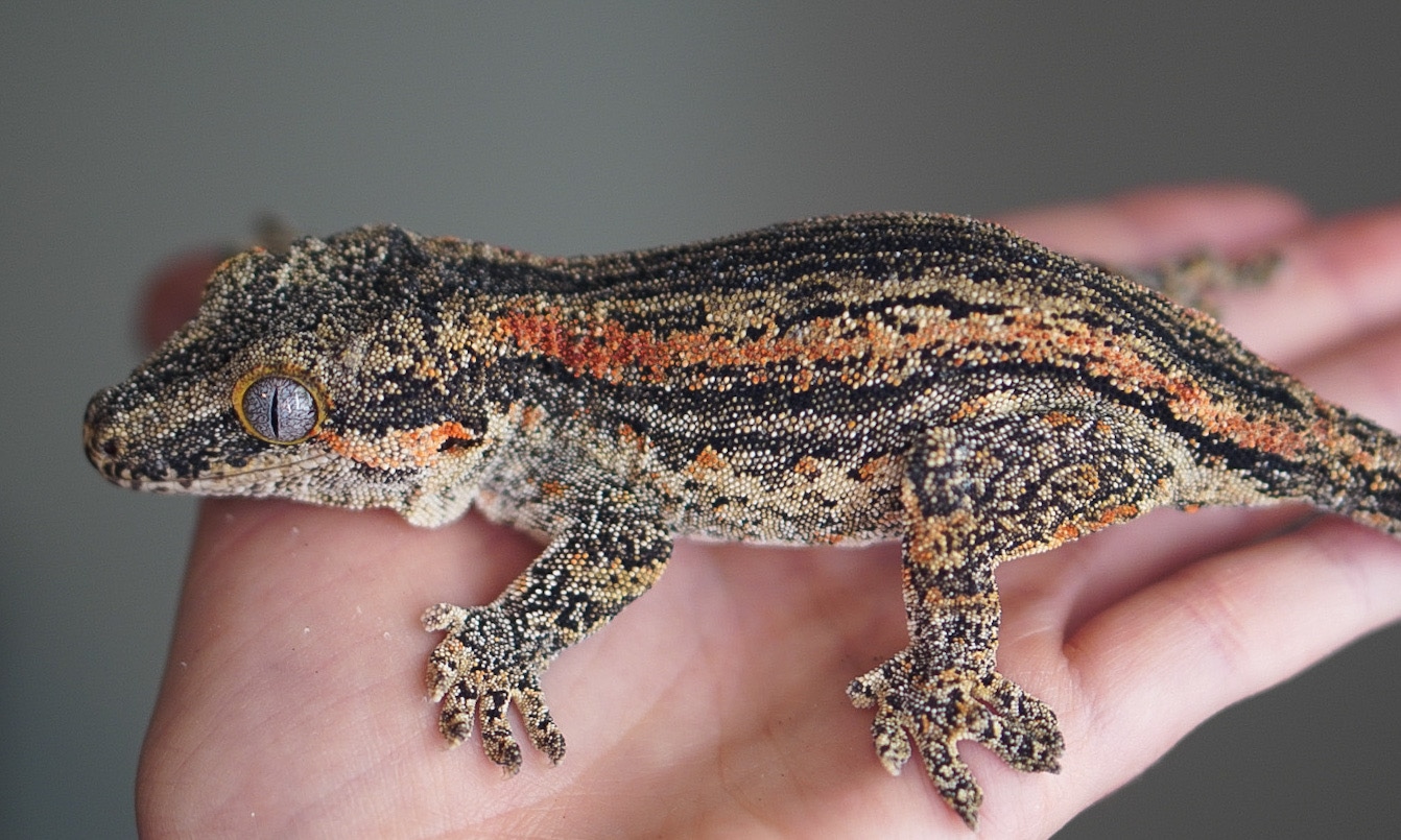Orange Stripe Gargoyle Gecko by Ensō Reptiles - MorphMarket