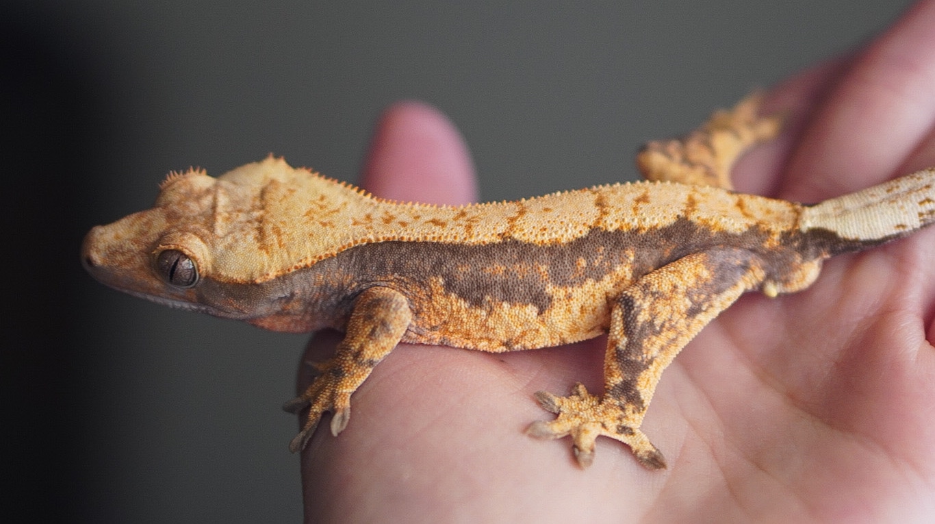 Drippy Lavender Crested Gecko by Ensō Reptiles - MorphMarket
