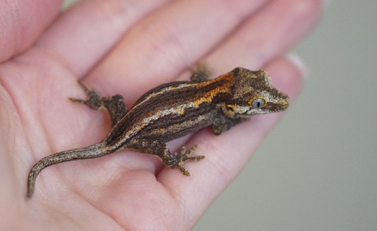 Garg Gargoyle Gecko by Ensō Reptiles