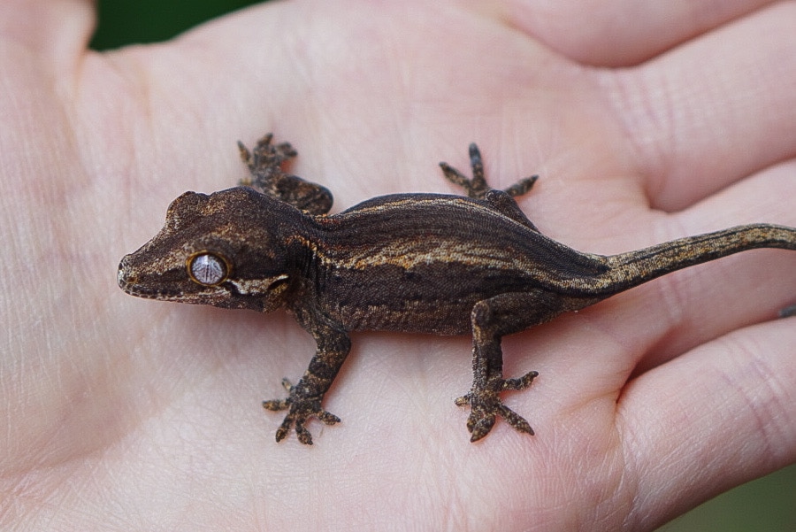 Stripe Gargoyle Gecko by Ensō Reptiles - MorphMarket