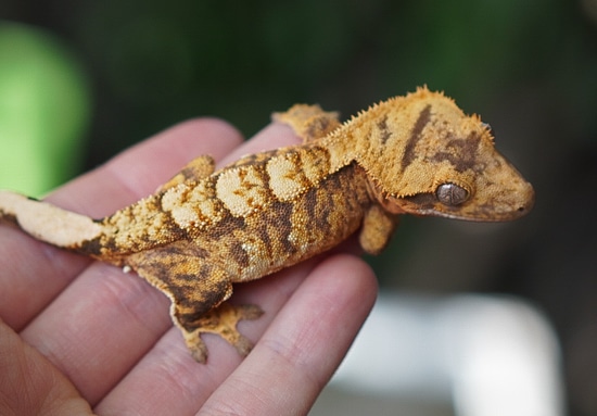 Yellow Harlequin Crested Gecko by Ensō Reptiles