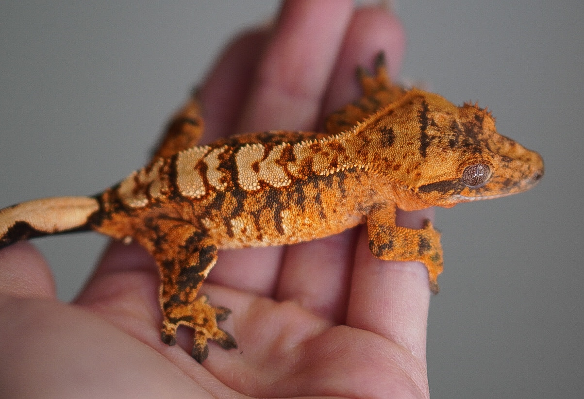 Extreme Harlequin Pos Male Crested Gecko by Ensō Reptiles - MorphMarket