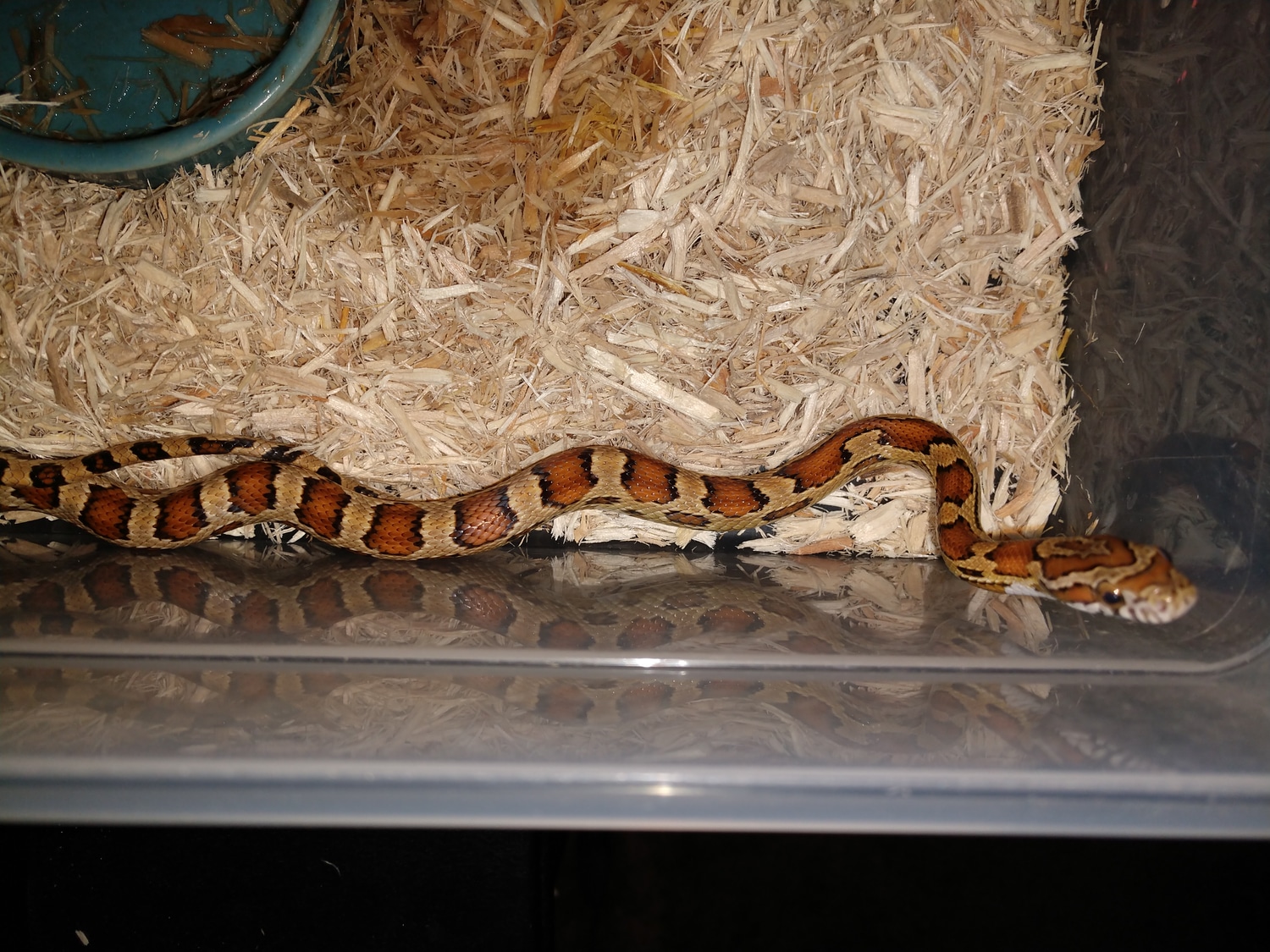 Buf Het Hypo Sunkissed Ph Charcoal Anery Corn Snake by Enterprise ...