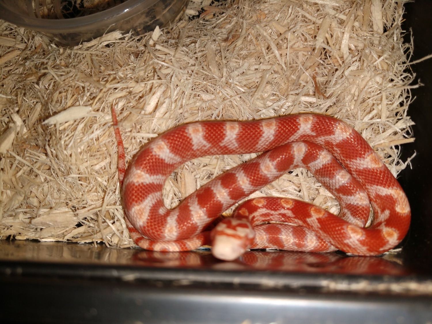 Red Factor Amel Het Hypo Bloodred Stripe Female Corn Snake by ...