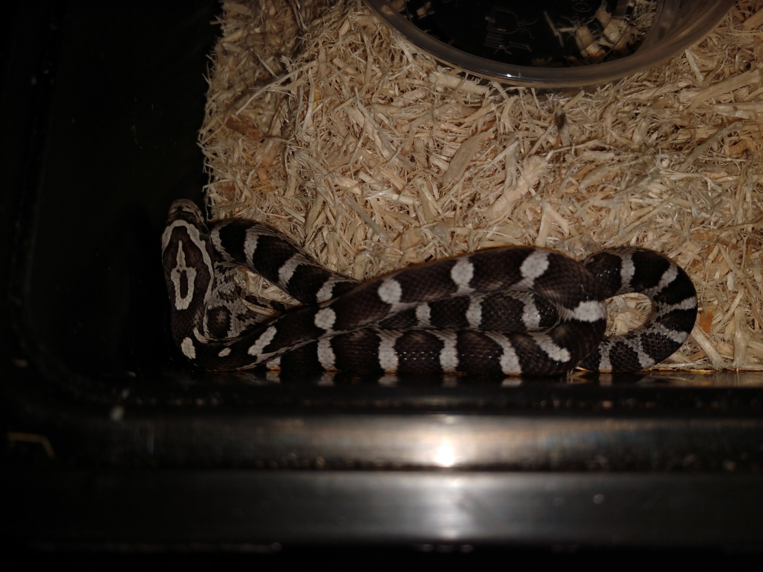 Anery Het Amel Motley Hypo Female Corn Snake by Enterprise Snakes ...