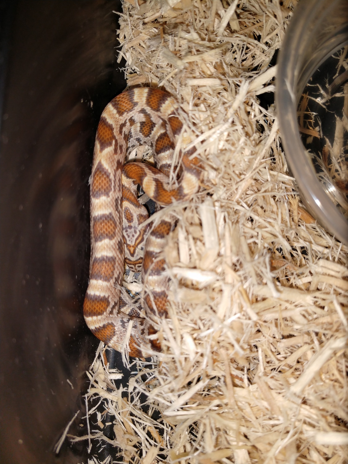 Sunkissed Buf Het Hypo Ph Amel Anery Charcoal Male Corn Snake by ...