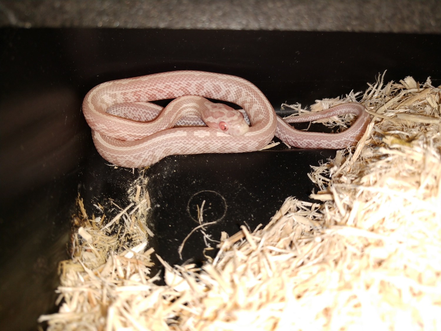 Snow Tessera Het Motley Ph Hypo Bloodred Corn Snake by Enterprise ...