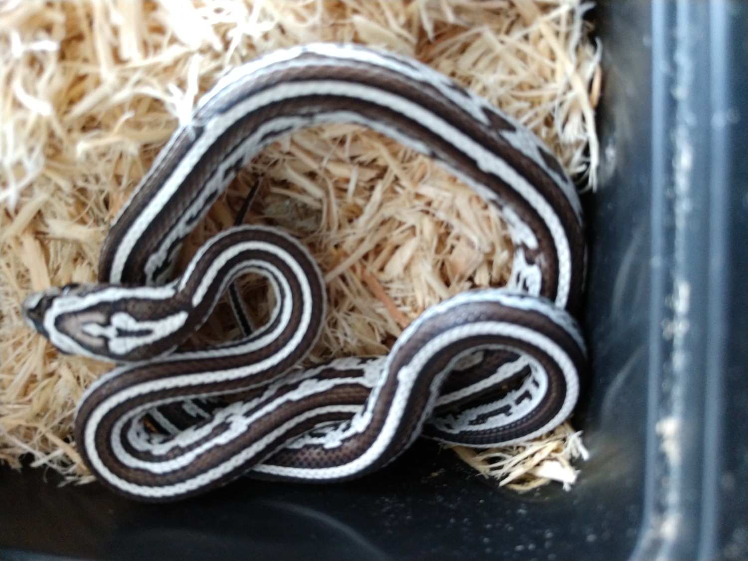 Anery Tessera Motley/Stripe Ph Amel Corn Snake by Enterprise Snakes ...