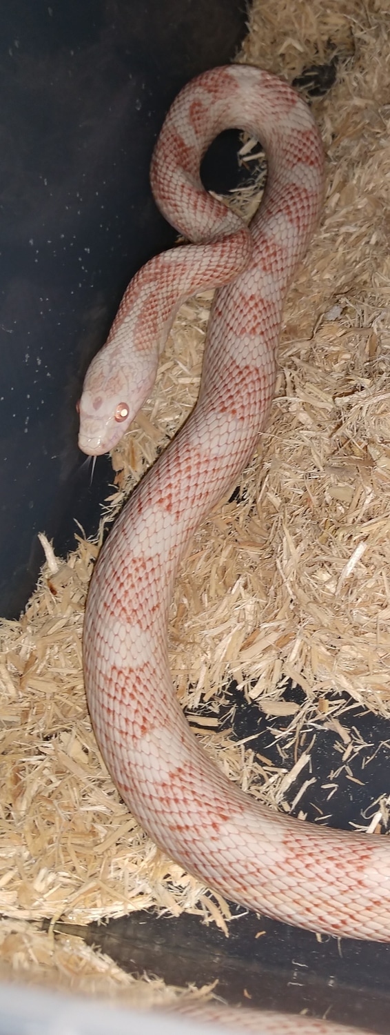 Peppermint Ph Stripe Corn Snake by Enterprise Snakes - MorphMarket