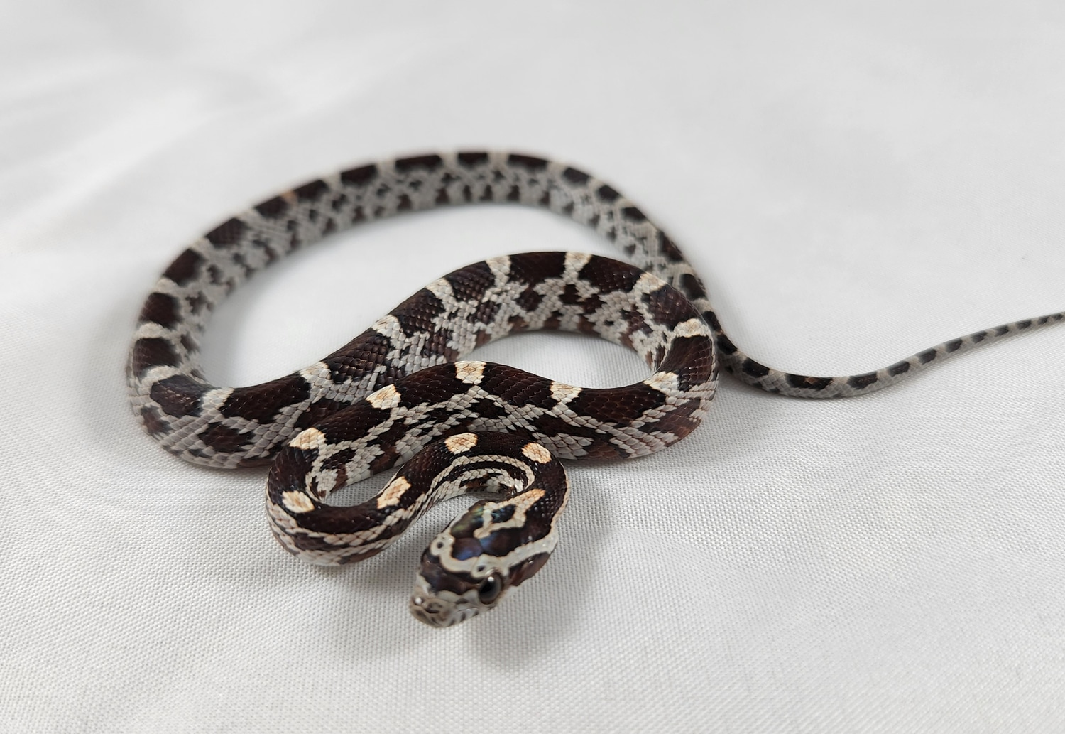 Het Sunkissed Ultramel Anery Hypo Ph Charcoal Corn Snake by Enterprise ...
