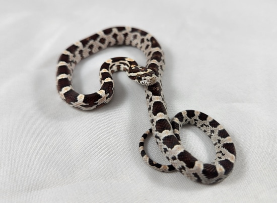Buf Het Sunkissed Hypo Ultramel Anery Ph Charcoal Corn Snake by ...